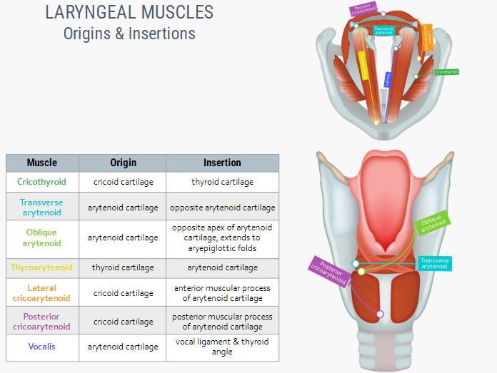 U.Br.Columbia - Drawing Origins and insertions of the laryngeal muscles ... U.Br.Columbia - Drawing Origins and insertions of the laryngeal muscles ...